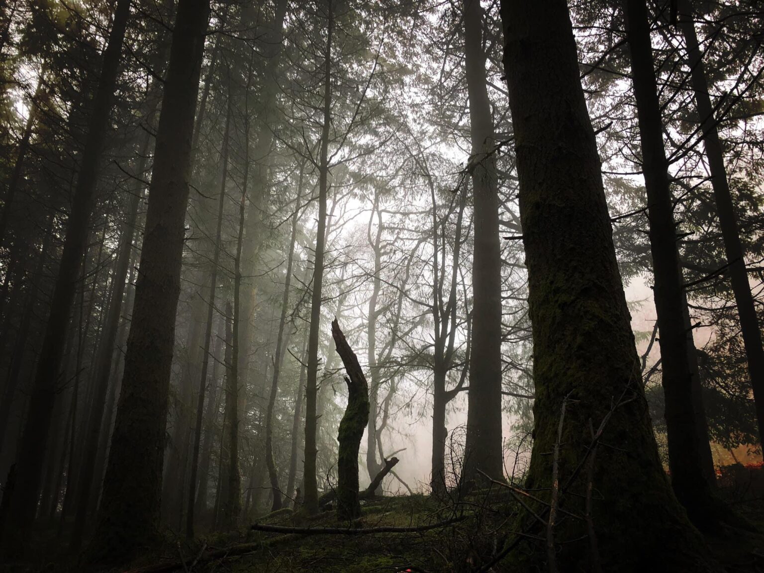 The Time of the Book - Trebuchet